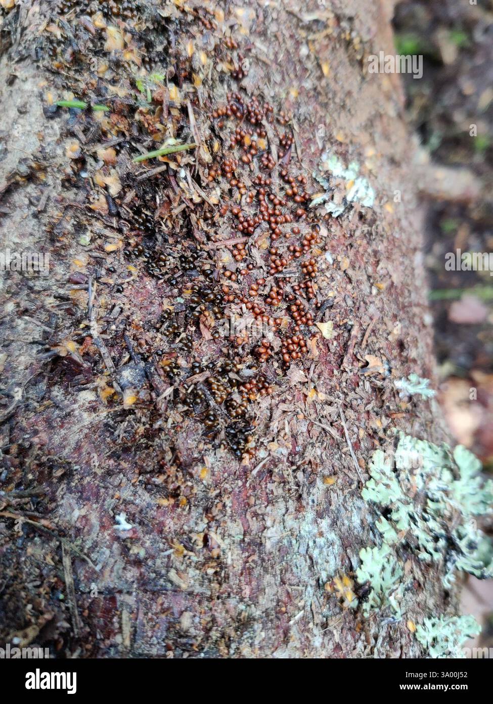 Insects (Insecta), Insecta, Southwest Finland, FI-LS, FI, Clusters of ...