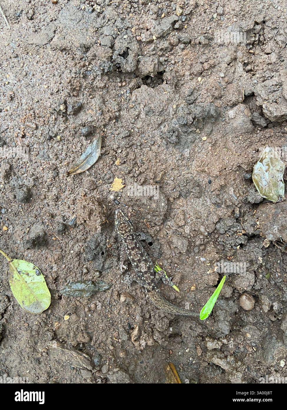 House Geckos (Hemidactylus), Reptilia, Dolvan, Tapi, GJ, IN Stock Photo ...