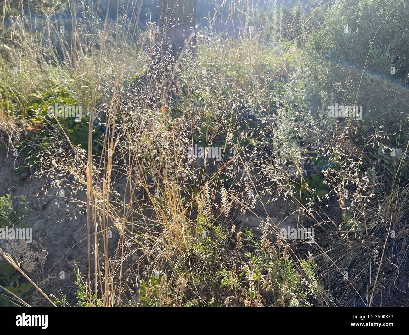 Sand Ricegrass (Eriocoma hymenoides), Plantae, Boulder, CO, US Stock ...