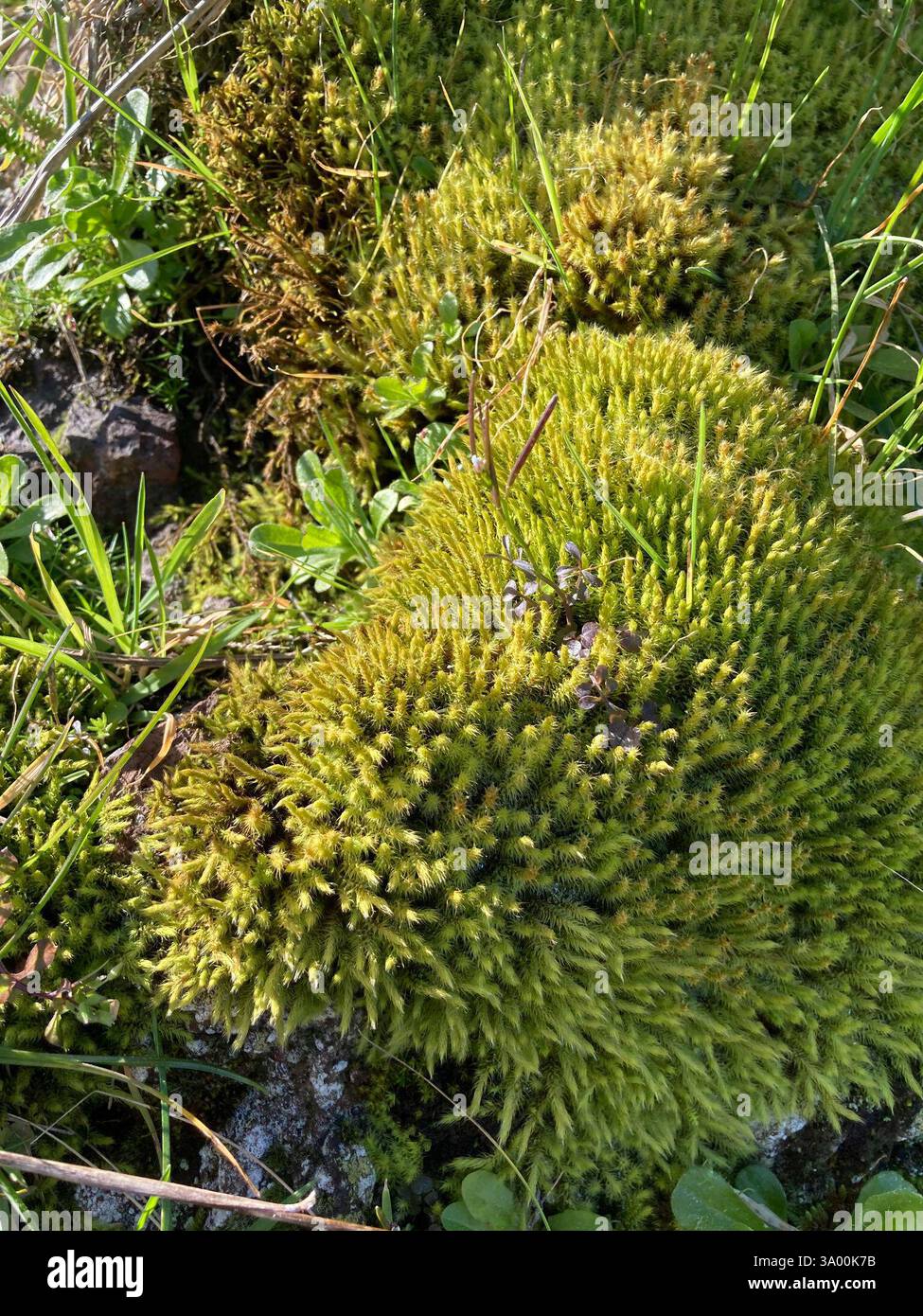 (Breutelia affinis), Plantae, Te Rāpaki-o-Te Rakiwhakaputa, New Zealand ...