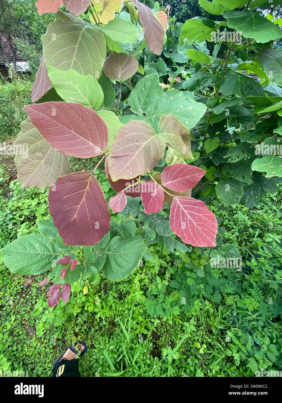 Ujjain Desmodium Tree (Ougeinia oojeinensis), Plantae, Vansda National ...