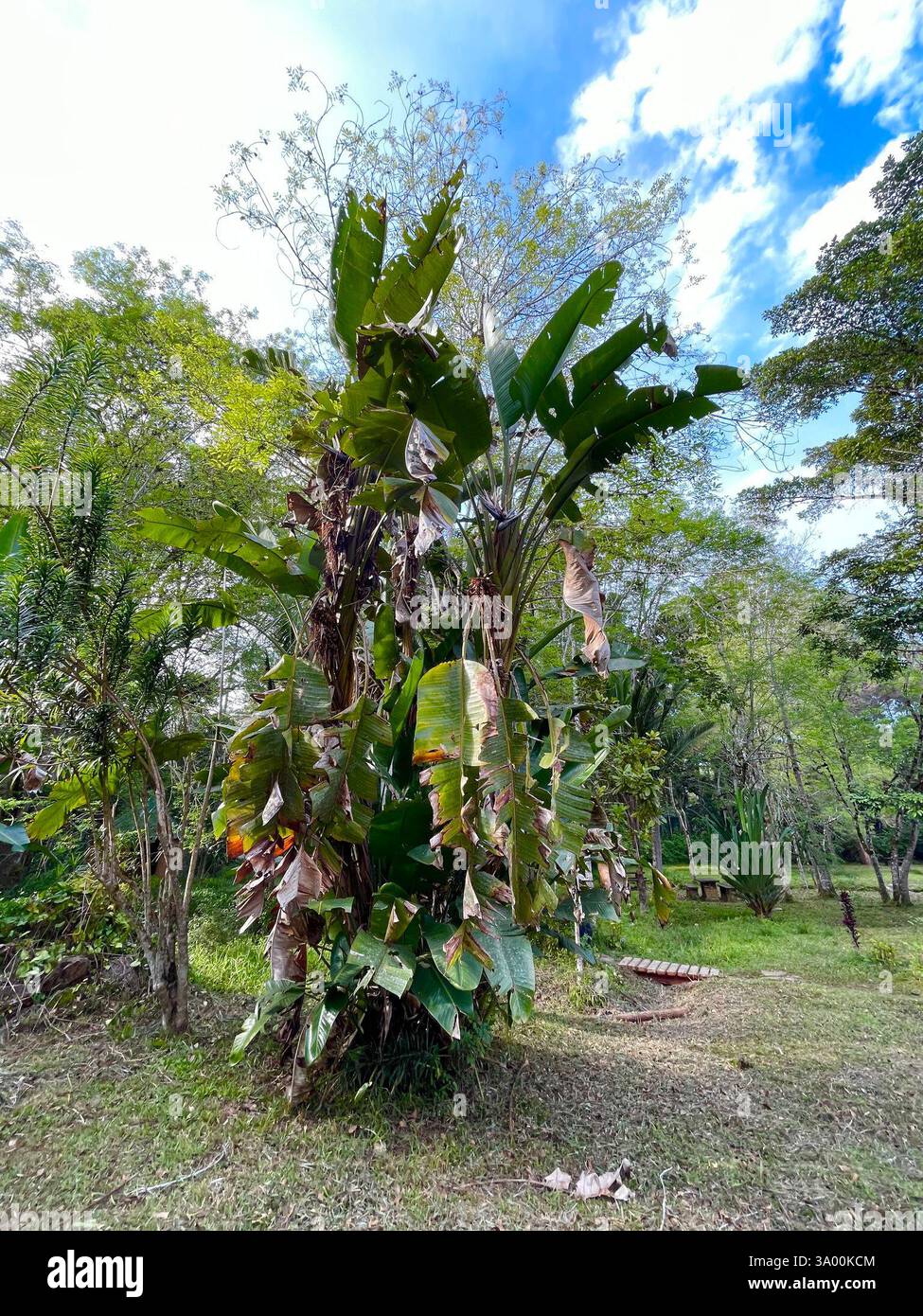 Traveller's Palm (Ravenala madagascariensis), Plantae, Madagascar ...