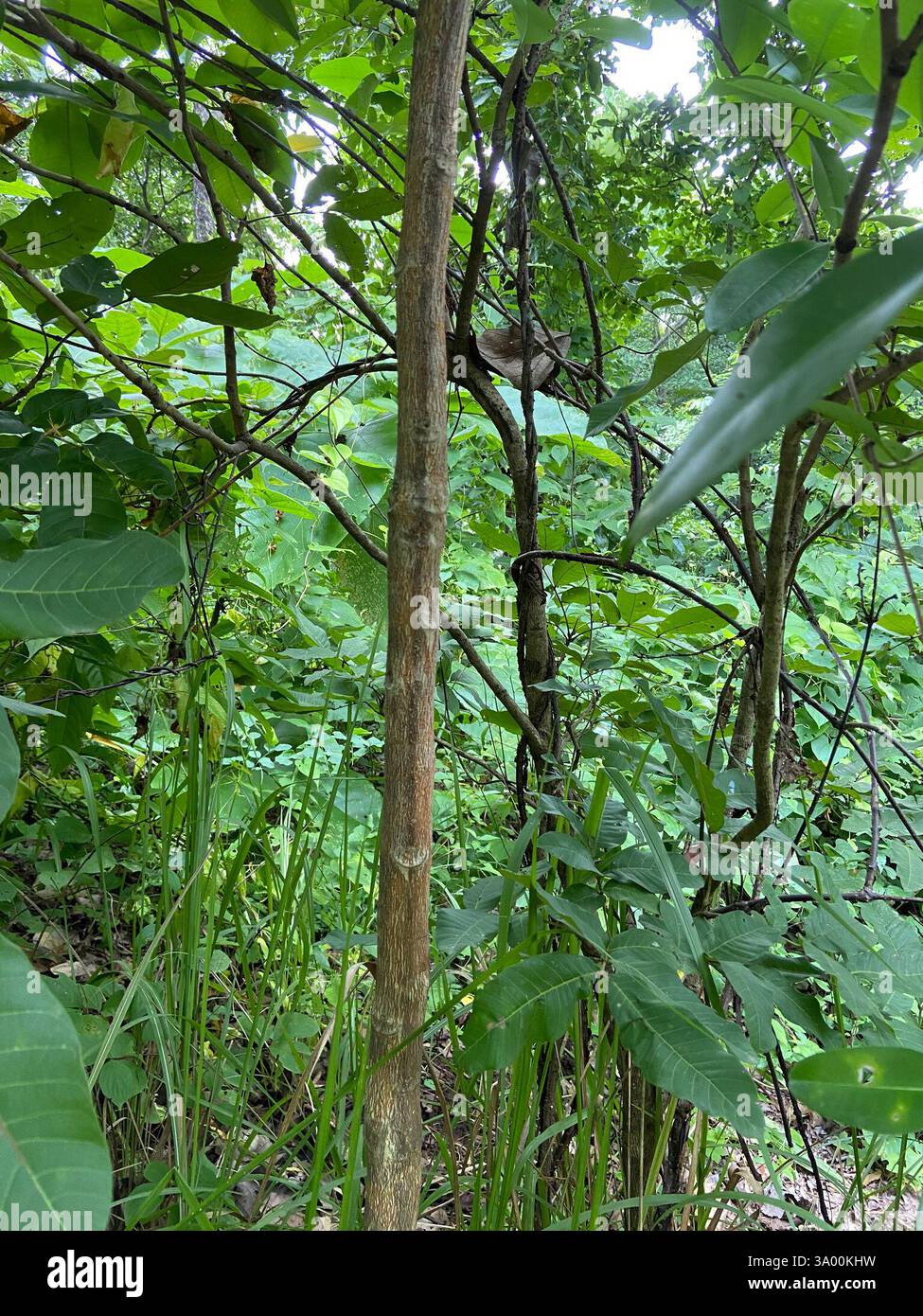 Ghost tree (Sterculia urens), Plantae, Vansda National Park, Tapi, GJ ...