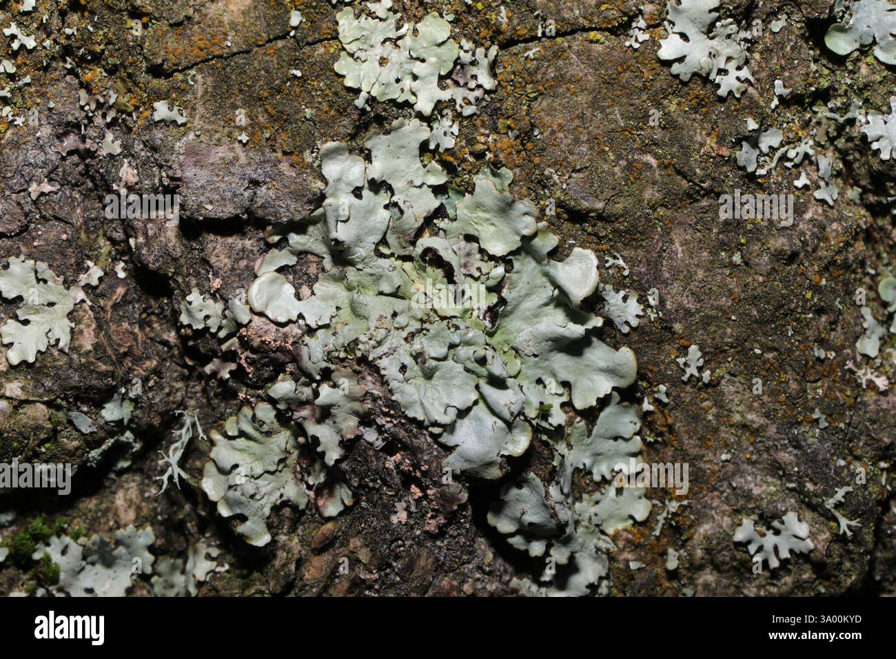 Ruffle Lichens (Parmotrema), Fungi, Tawd Valley Park, Glenburn Road ...