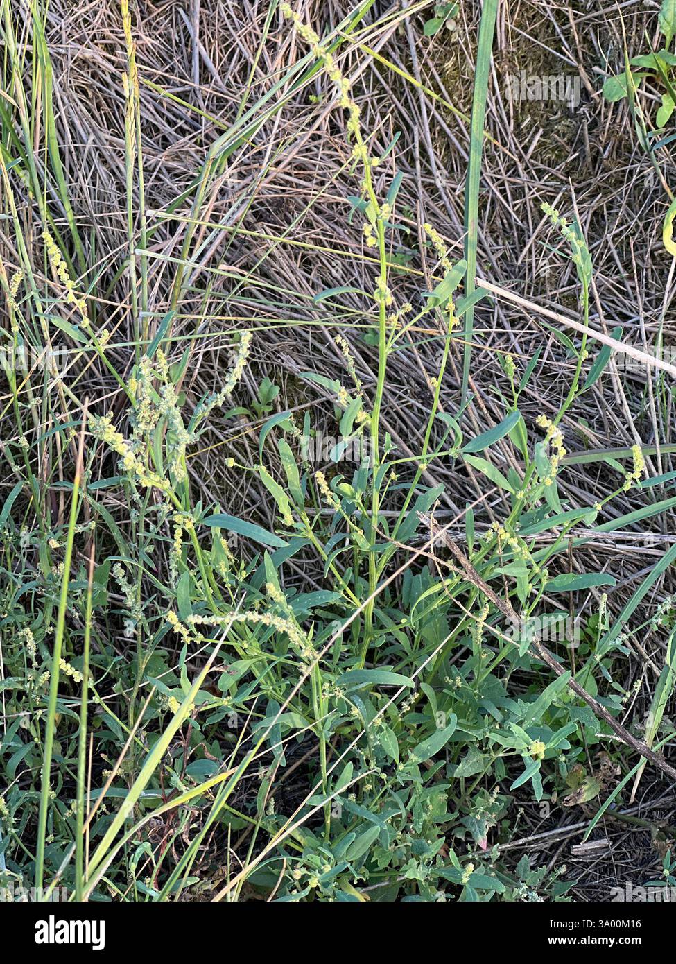 Common Orache (Atriplex patula), Plantae, Canewdon, Rochford, England ...