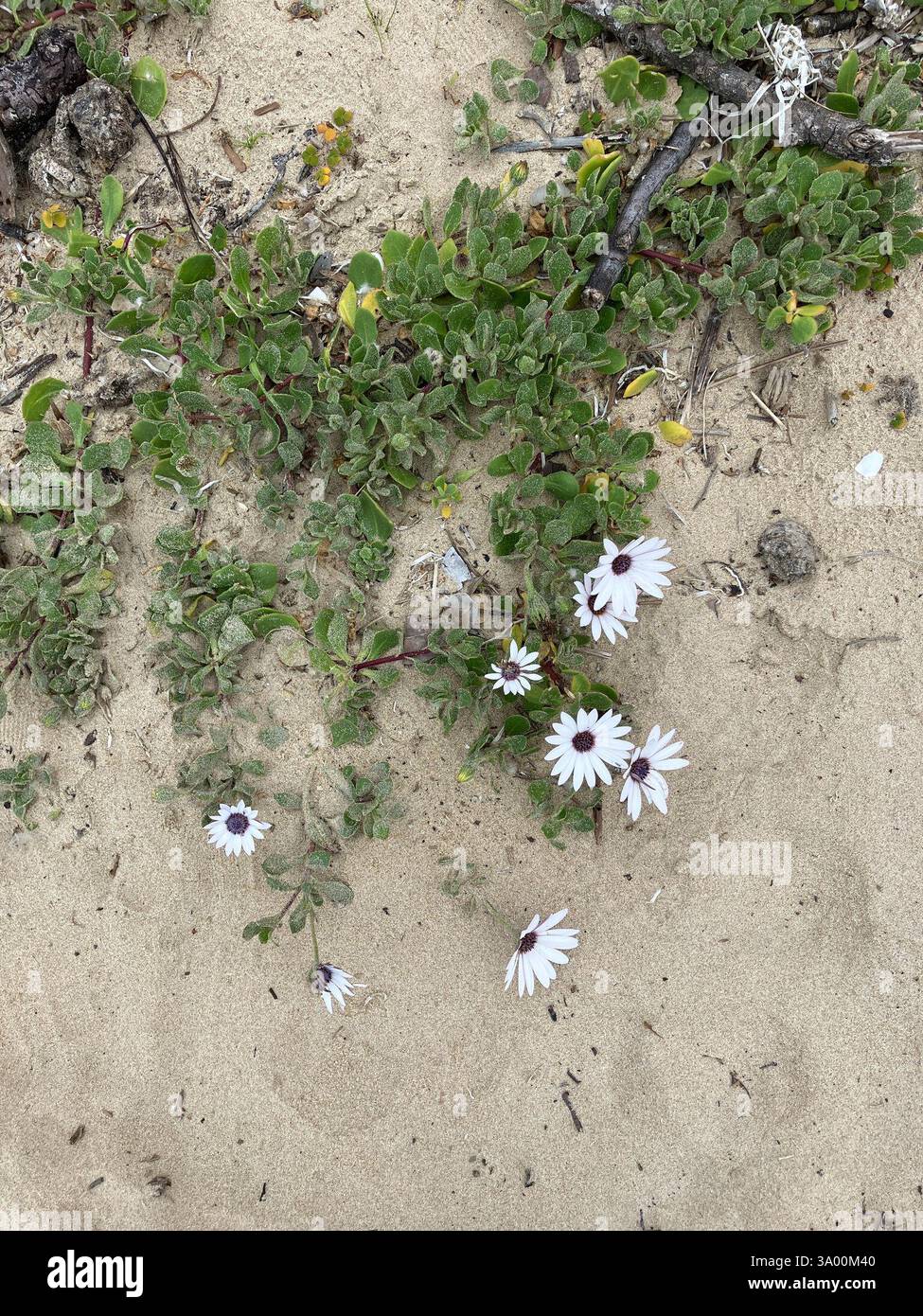 trailing African daisy (Dimorphotheca fruticosa), Plantae, Eden, ZA-WC ...