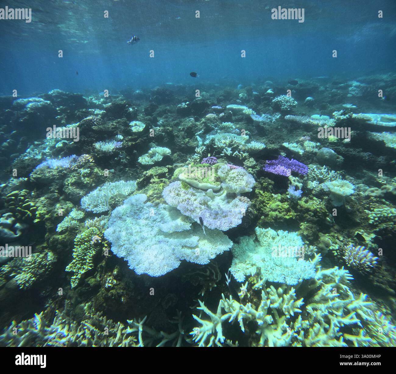 Bleaching shallow corals, Great Barrier Reef, February 2025 Stock Photo ...