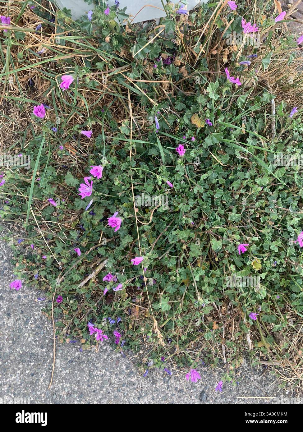 Common Mallow (Malva sylvestris), Plantae, Dallas Rd, Victoria, BC, CA ...
