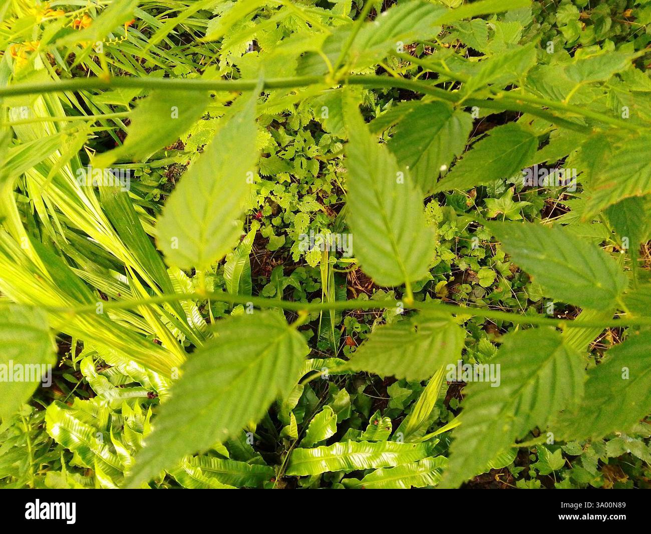 Japanese Kerria (Kerria japonica), Plantae, Roadwater, Watchet TA23 0QP ...