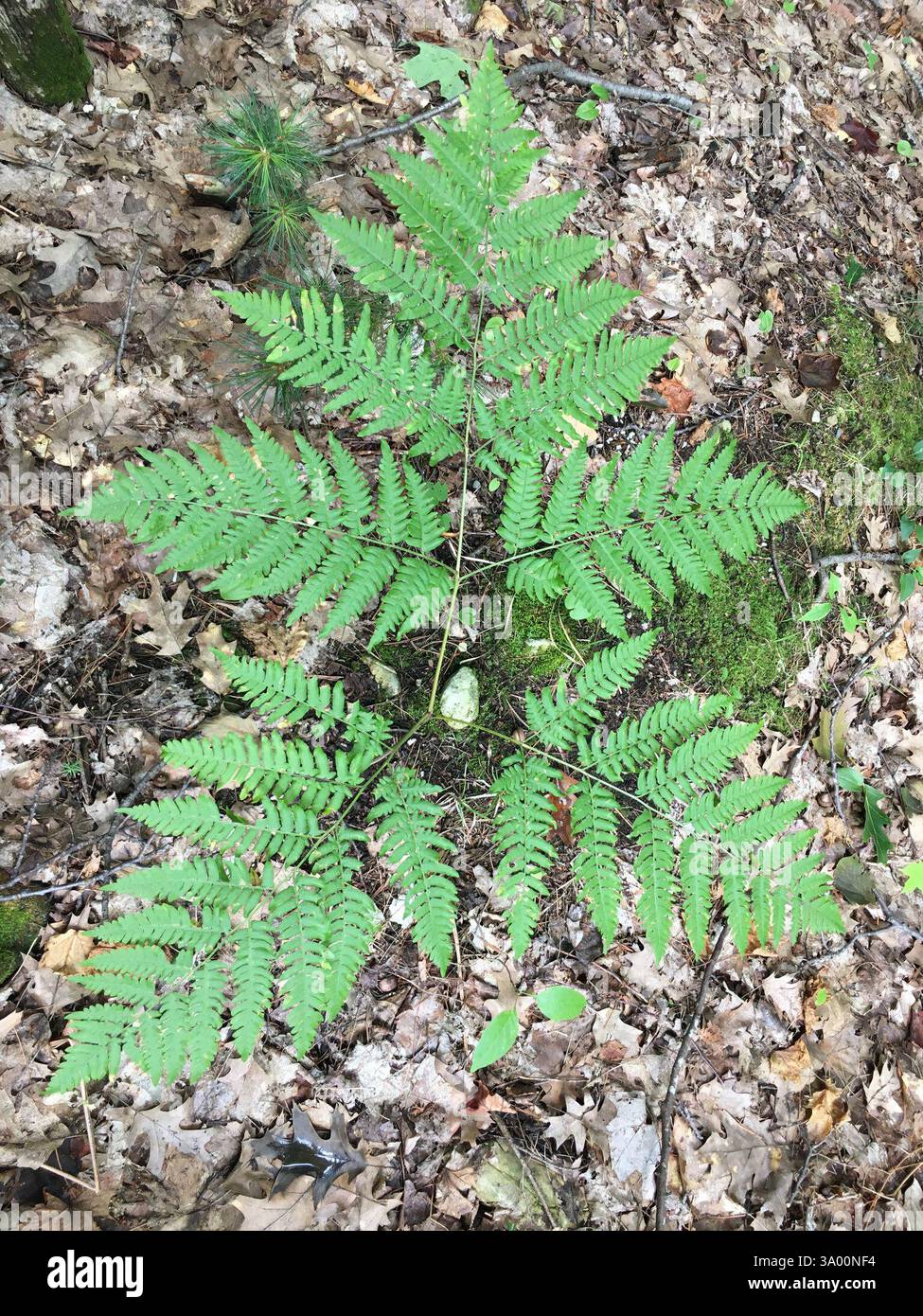 eagle fern (Pteridium aquilinum latiusculum), Plantae, Potawatomi State ...