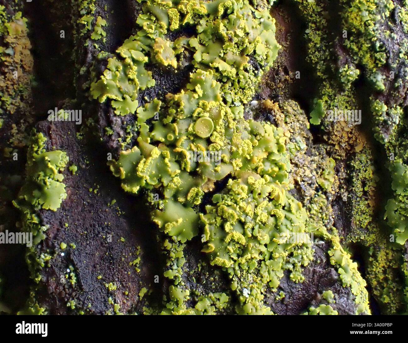Powdery Sunburst Lichen (Xanthomendoza ulophyllodes), Fungi, Hilton ...