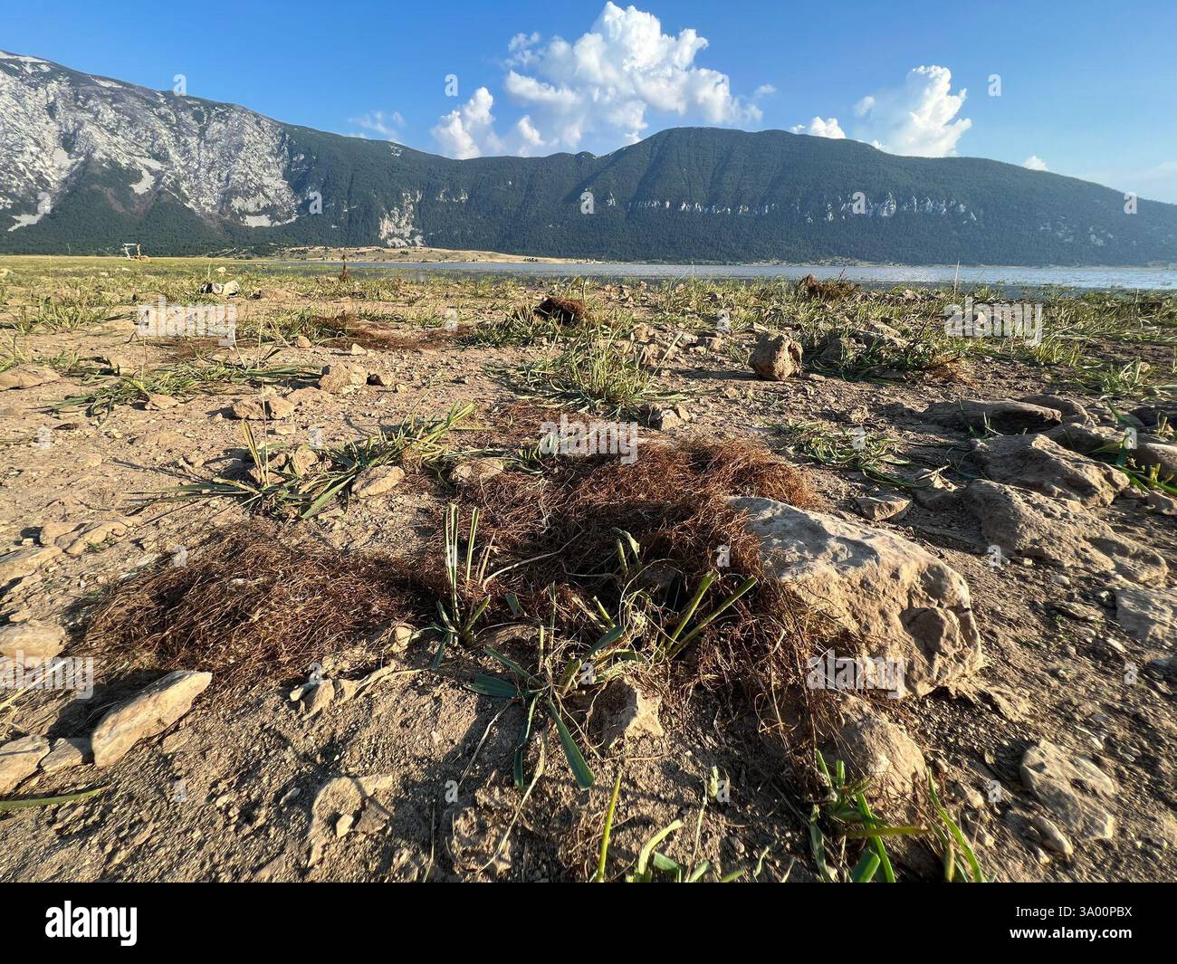 charophyte algae (Charophyta), Plantae, Blidinje jezero, Posušje ...