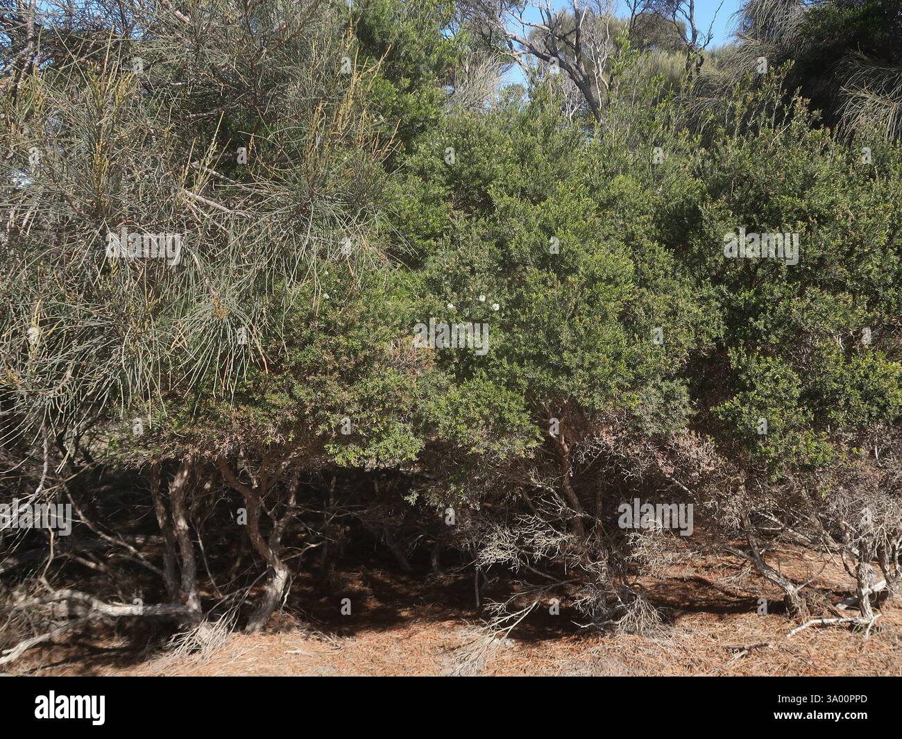 Swamp Paperbark (Melaleuca ericifolia), Plantae, Waterhouse ...