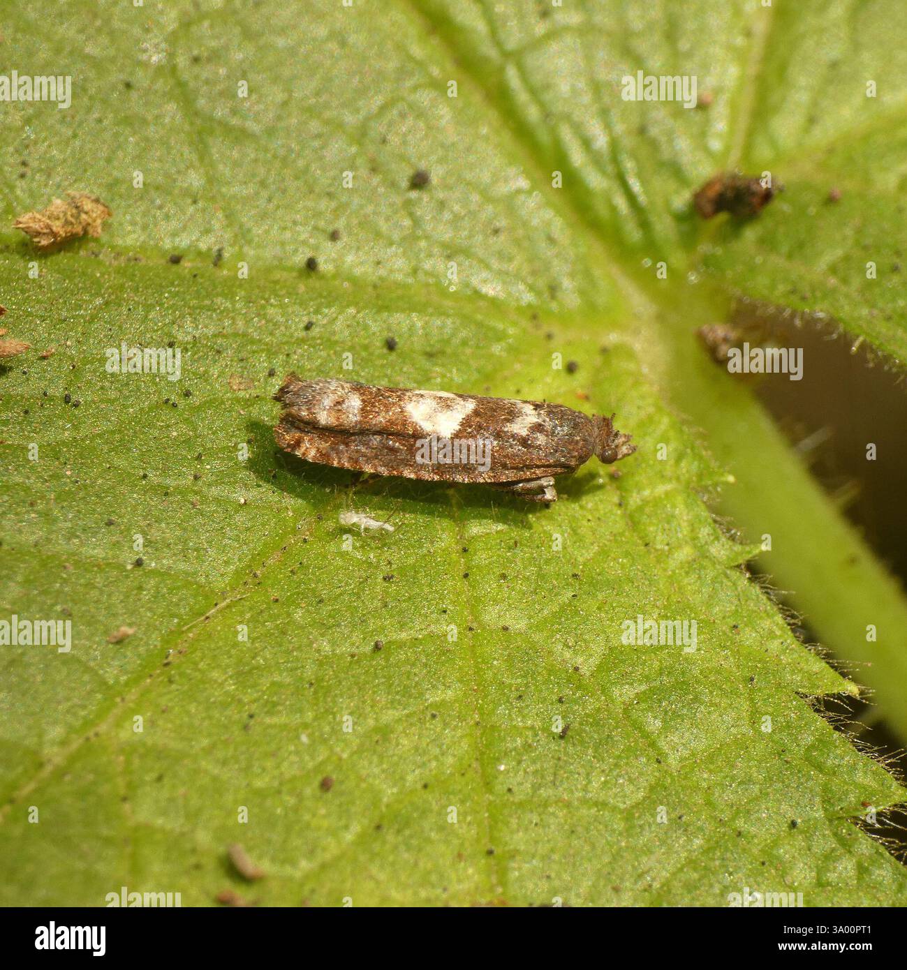 Sweet Clover Root Borer Moth (Walshia miscecolorella), Insecta, Julia ...