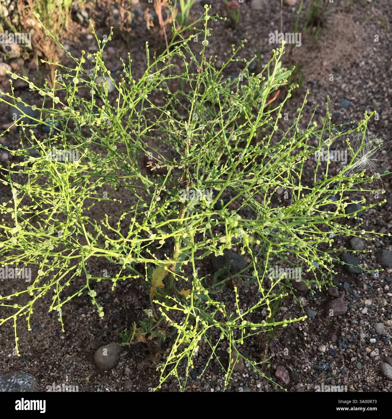 Winged Pigweed (Dysphania atriplicifolia), Plantae, East Saint Cloud ...