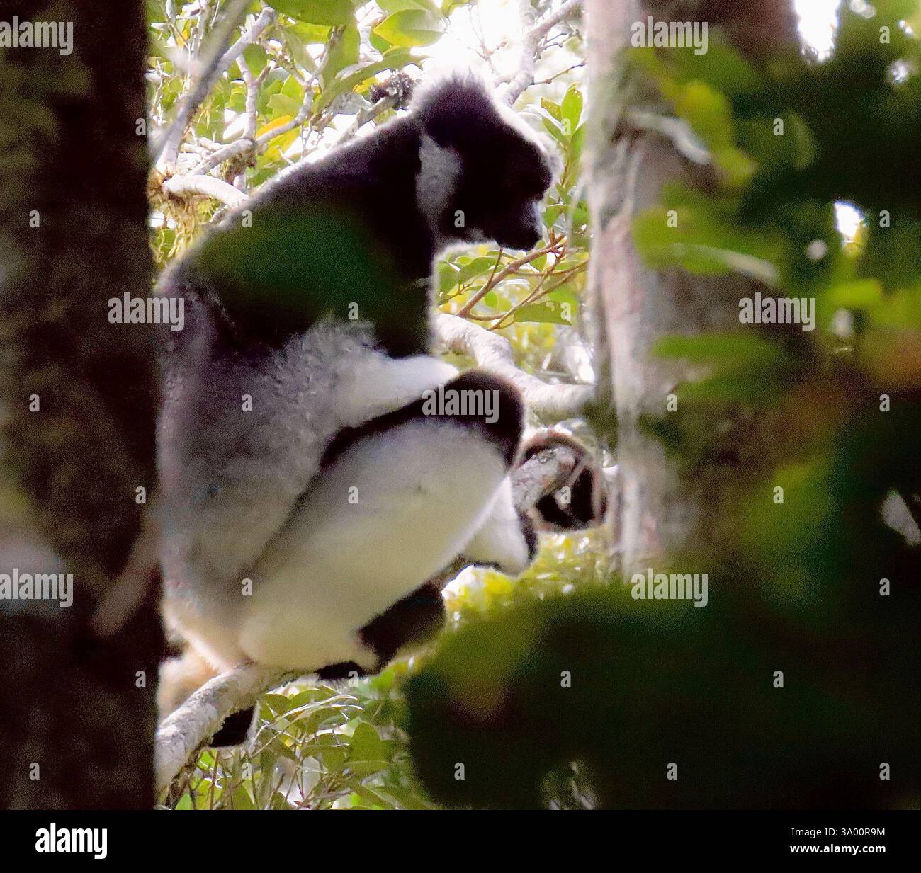 Indri (Indri indri), Mammalia, Alaotra-Mangoro, MG-TM, MG, Mom and baby ...