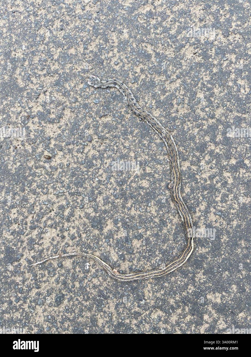 Buff Striped Keelback (Amphiesma stolatum), Reptilia, Vansda National ...