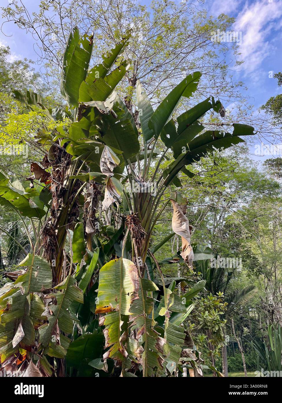 Traveller's Palm (Ravenala madagascariensis), Plantae, Madagascar ...