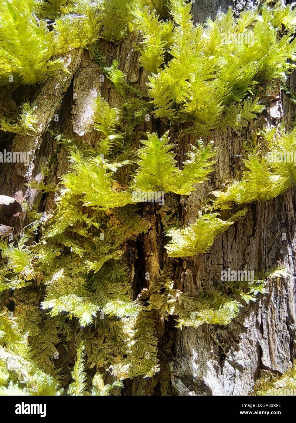 shingle moss (Neckera pennata), Plantae, St. Joseph's Island, CA-ON-WB ...