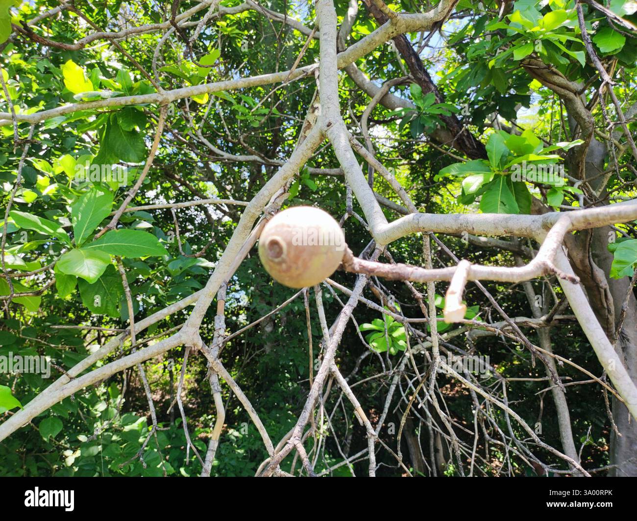 Genipap Tree (Genipa americana), Plantae, 29103 Chis., México Stock ...