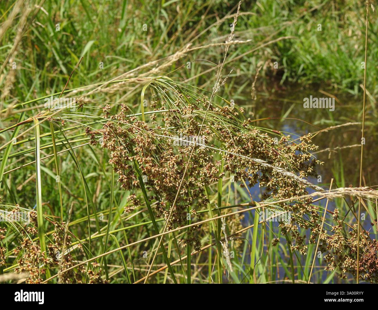 woolgrass (Scirpus cyperinus), Plantae, Westborough, MA, USA Stock ...