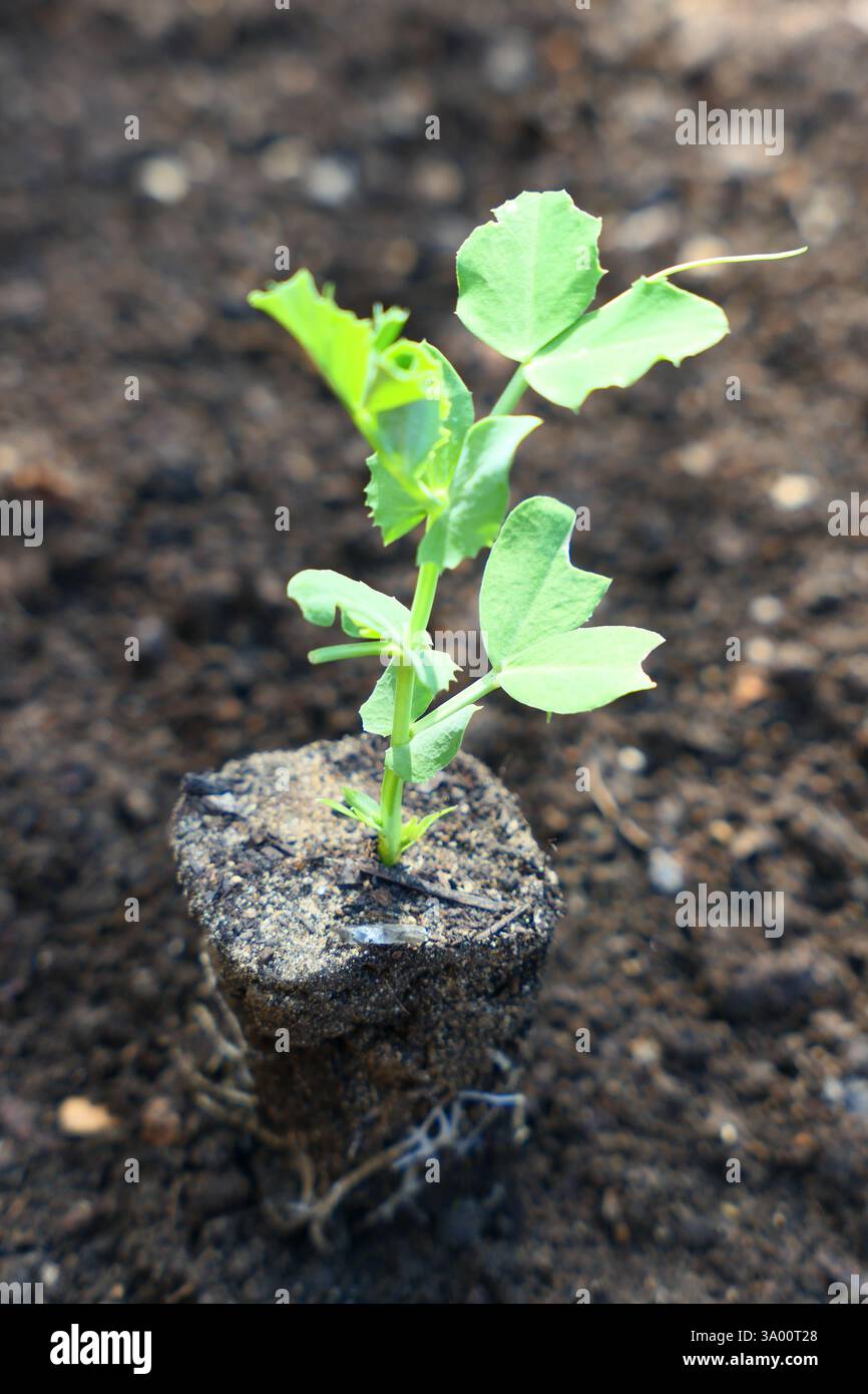 A young Snow Pea Seedling with vibrant green leaves sprouts from ...