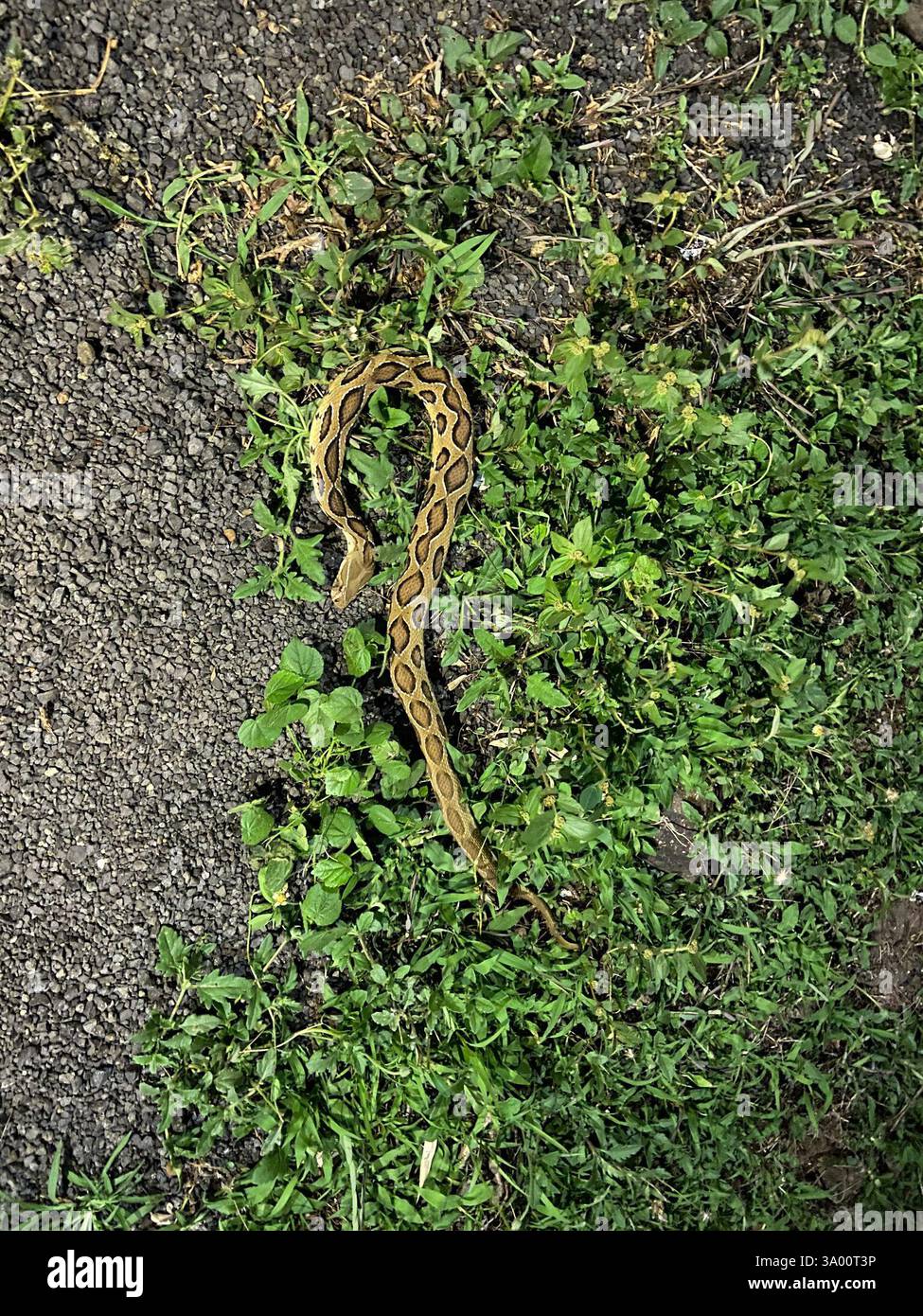 Russell's Viper (Daboia russelii), Reptilia, Dolvan, Tapi, GJ, IN Stock ...