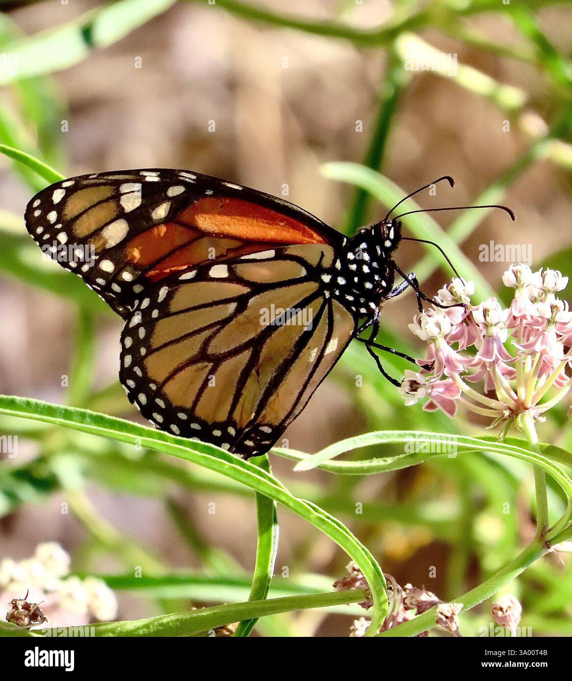 Monarch (Danaus plexippus), Insecta, Old Ranch Ct, Salinas, CA, US ...