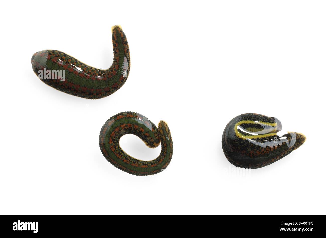 Medicinal leeches isolated on white, top view Stock Photo - Alamy