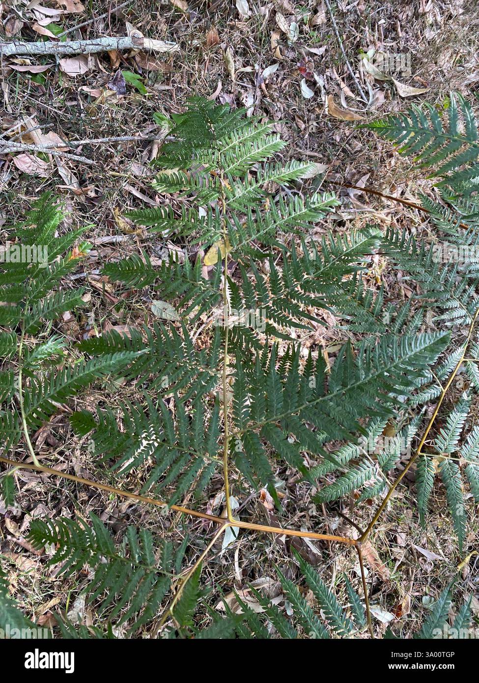 Austral Bracken (Pteridium esculentum), Plantae, Coachwood Park ...