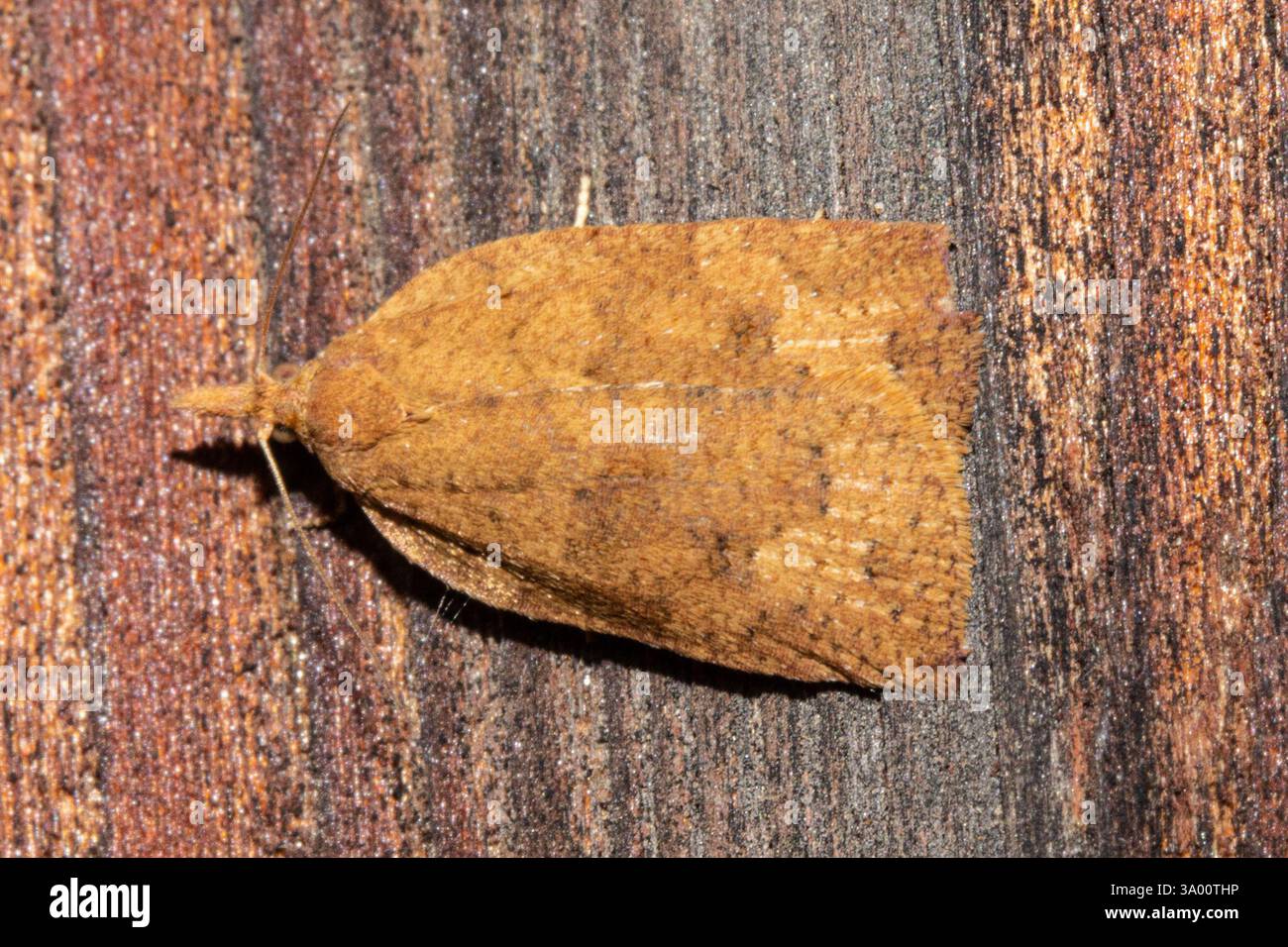 (Planotortrix), Insecta, Broad Bay, Dunedin, New Zealand, On the deck ...