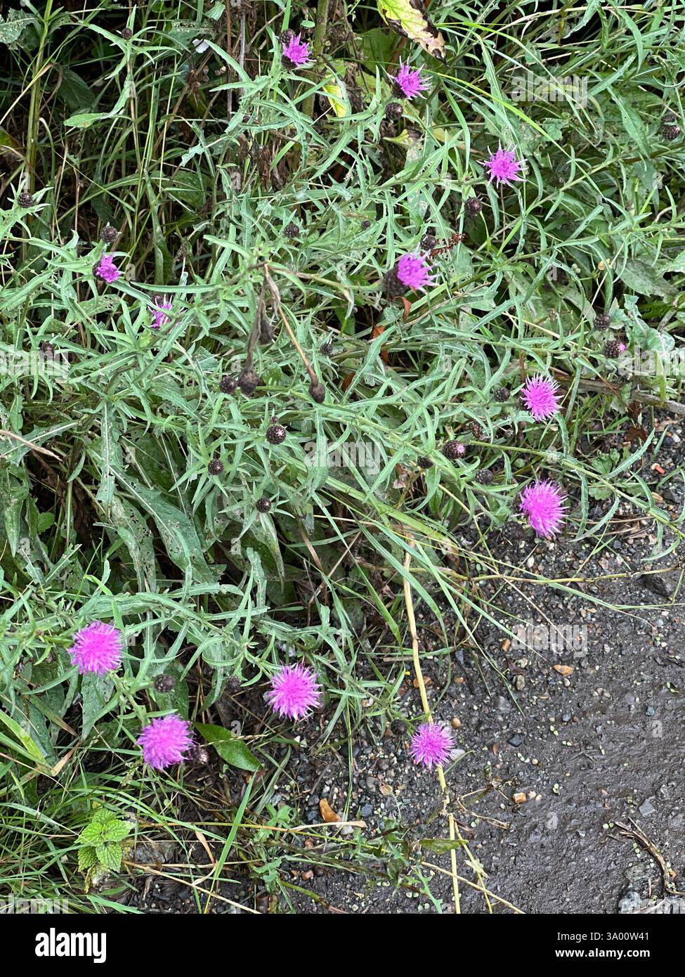 black knapweed (Centaurea nigra), Plantae, Tonbridge Road, Hockley ...