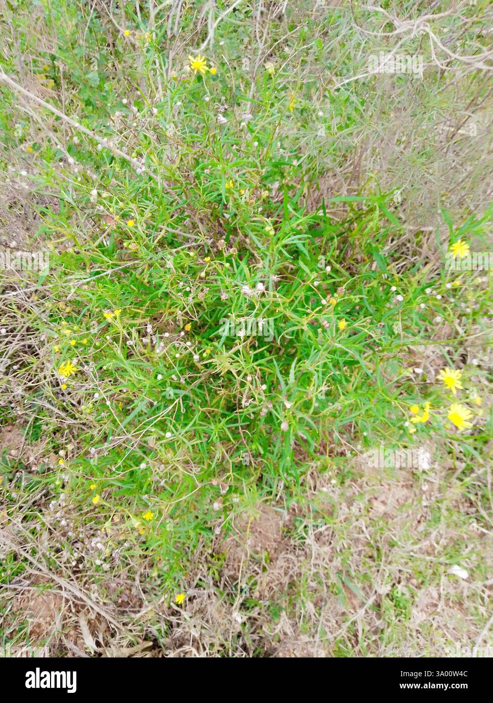 Madagascar Ragwort (Senecio madagascariensis), Plantae, 37000 ...