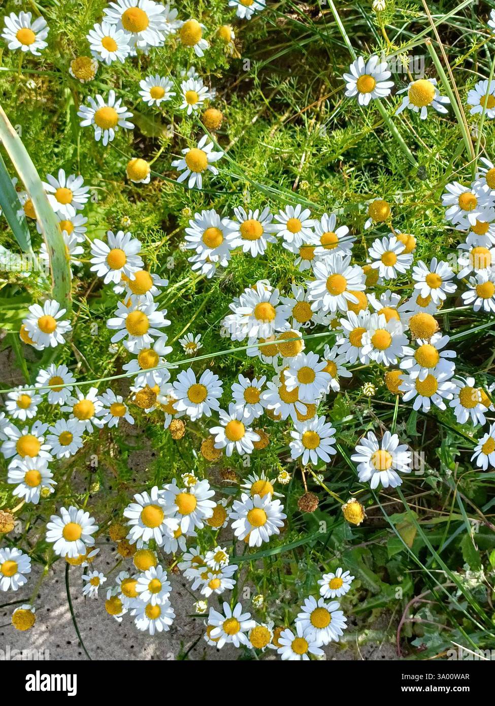 scentless mayweed (Tripleurospermum inodorum), Plantae, Tyninghame ...