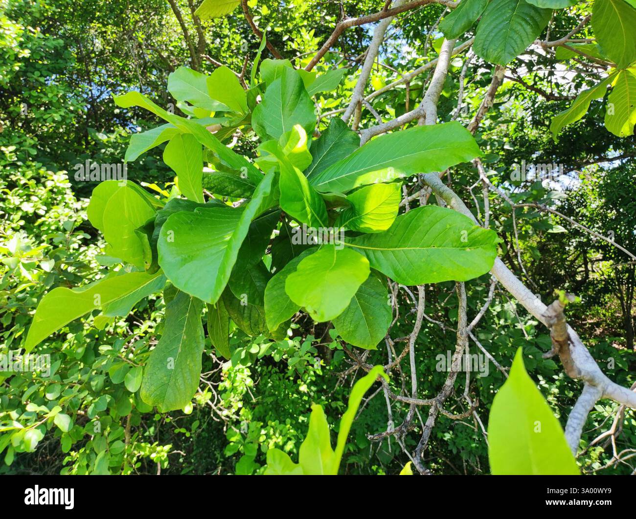 Genipap Tree (Genipa americana), Plantae, 29103 Chis., México Stock ...