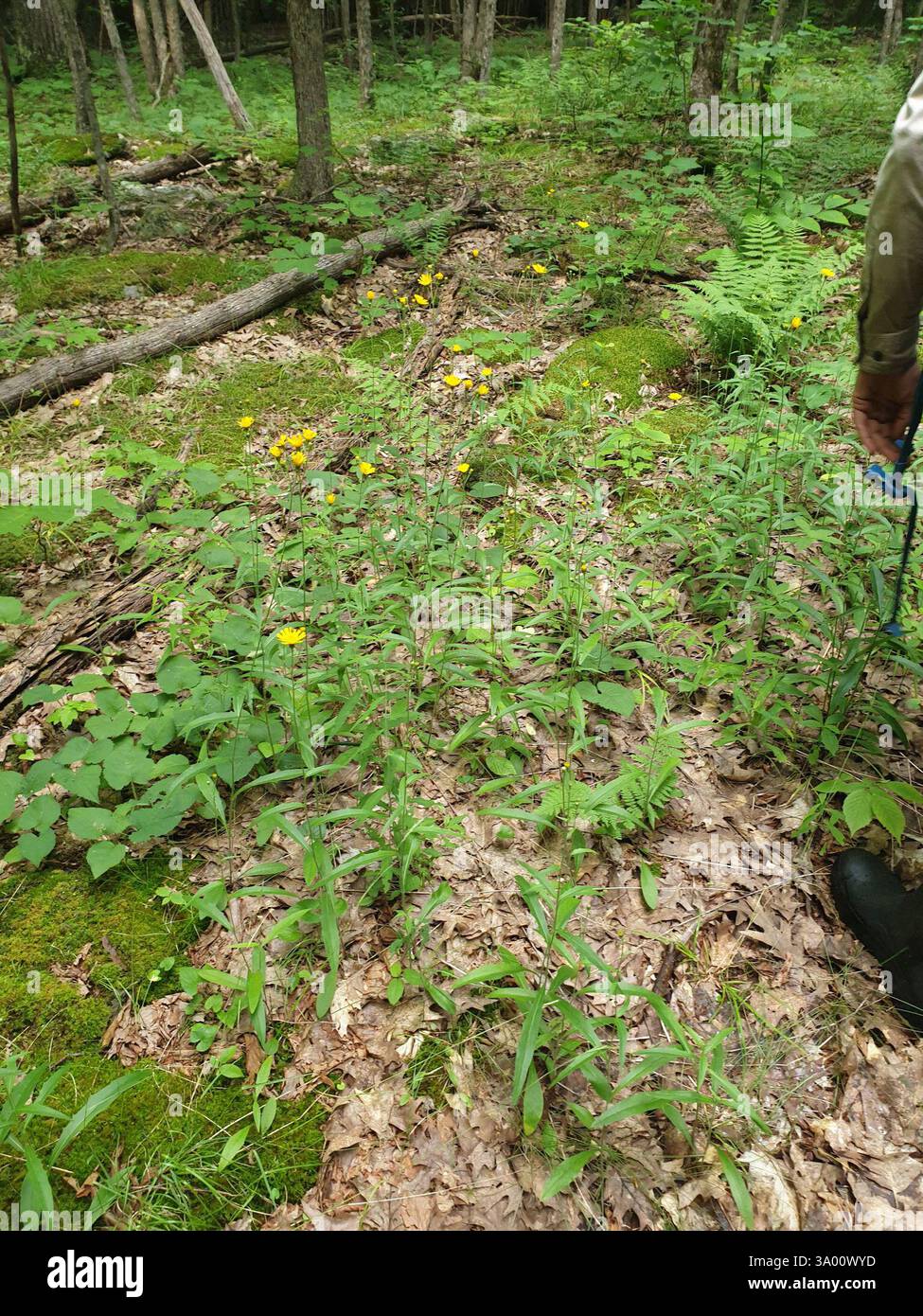 Three-tooth Hawkweed (Hieracium laevigatum tridentatum), Plantae ...