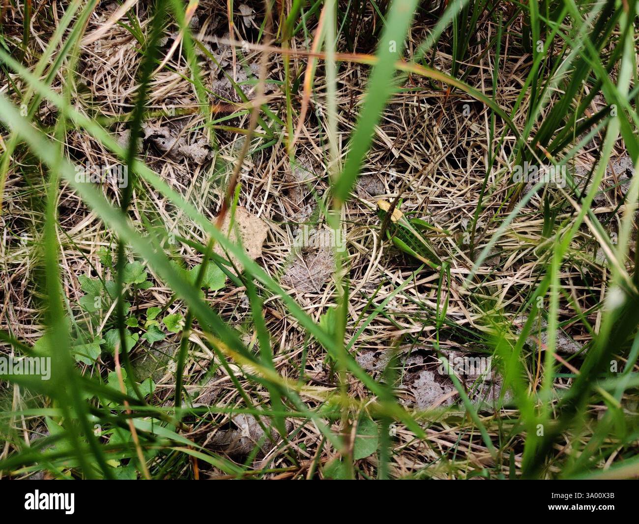 Wart-biter (Decticus verrucivorus), Insecta, Guldborgsund, DK-SL, DK ...