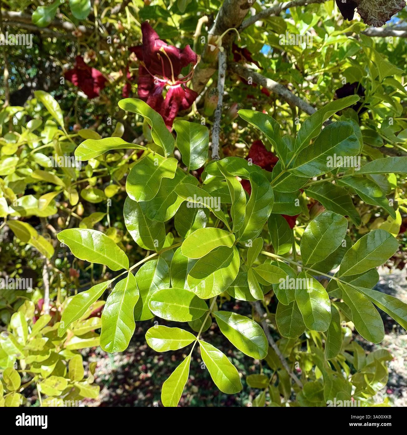 Sausage tree (Kigelia africana), Plantae, Aviation Adventure Flying ...