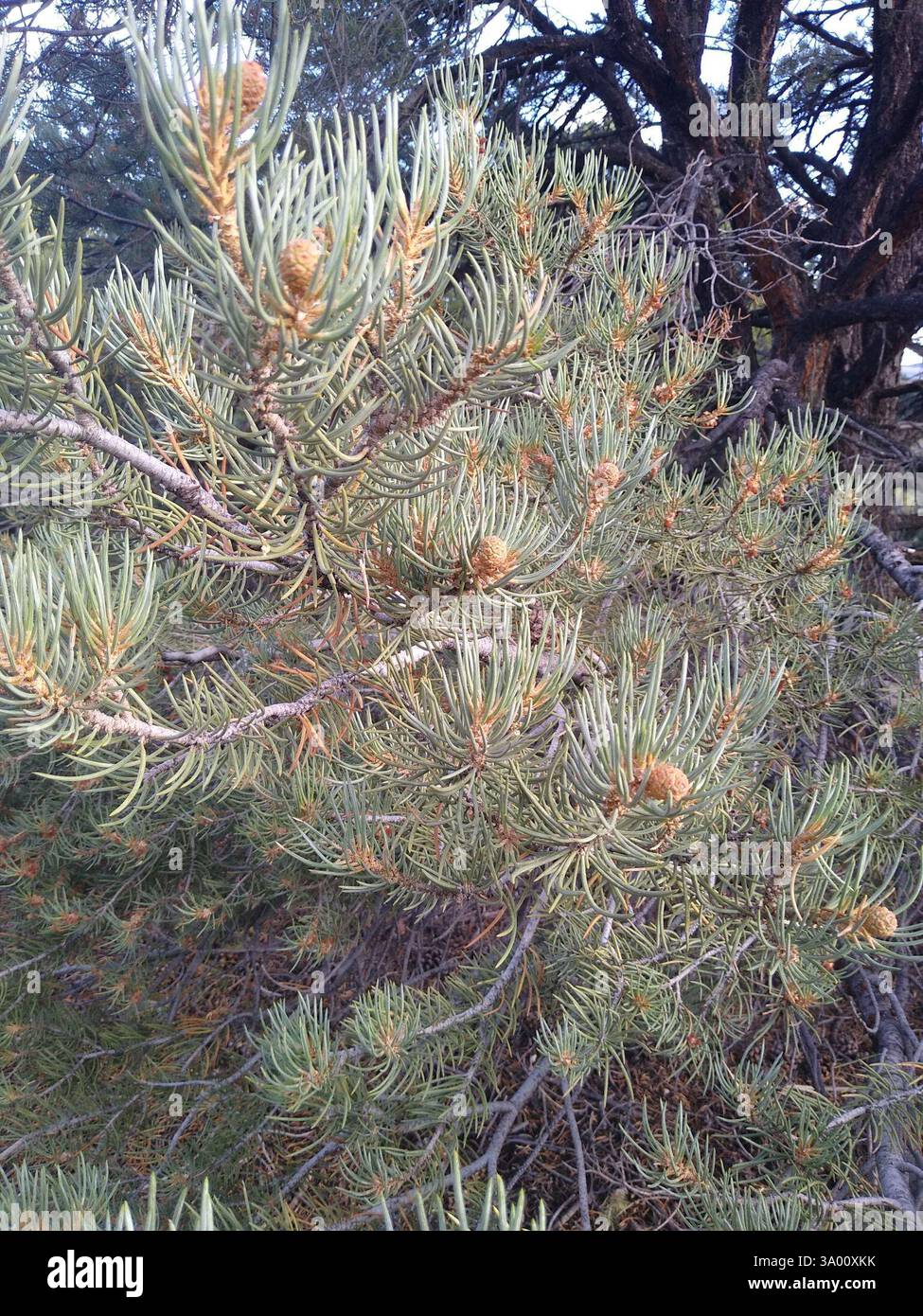 singleleaf pinyon (Pinus monophylla), Plantae, White Pine County, NV ...