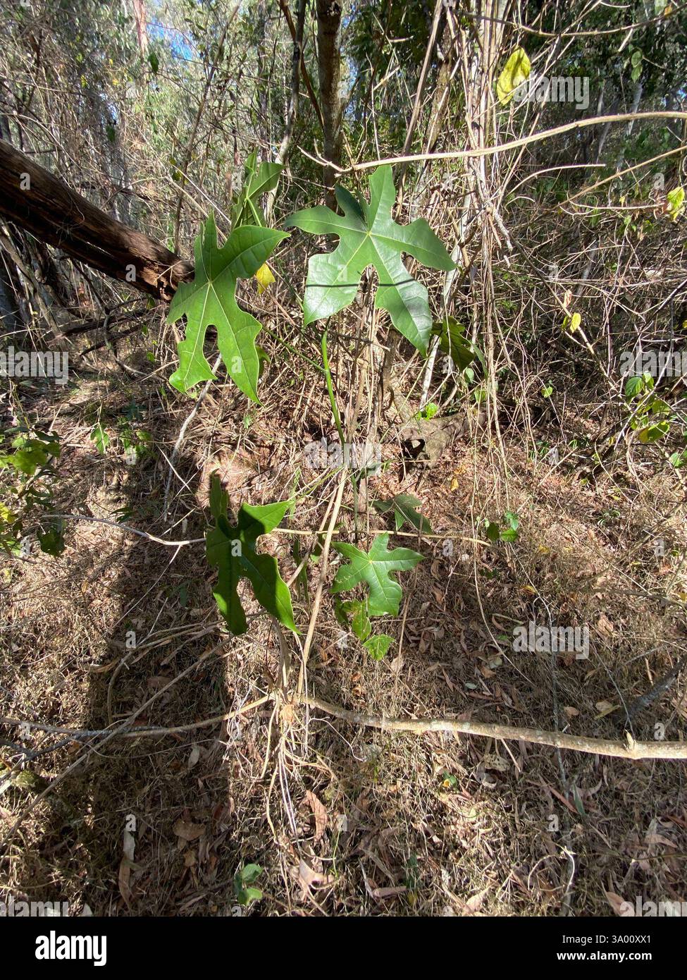 flame tree (Brachychiton acerifolius), Plantae, Coachwood Park ...