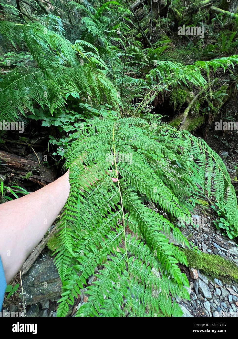 lady fern (Athyrium filix-femina), Plantae, King County, WA, USA, Odd ...