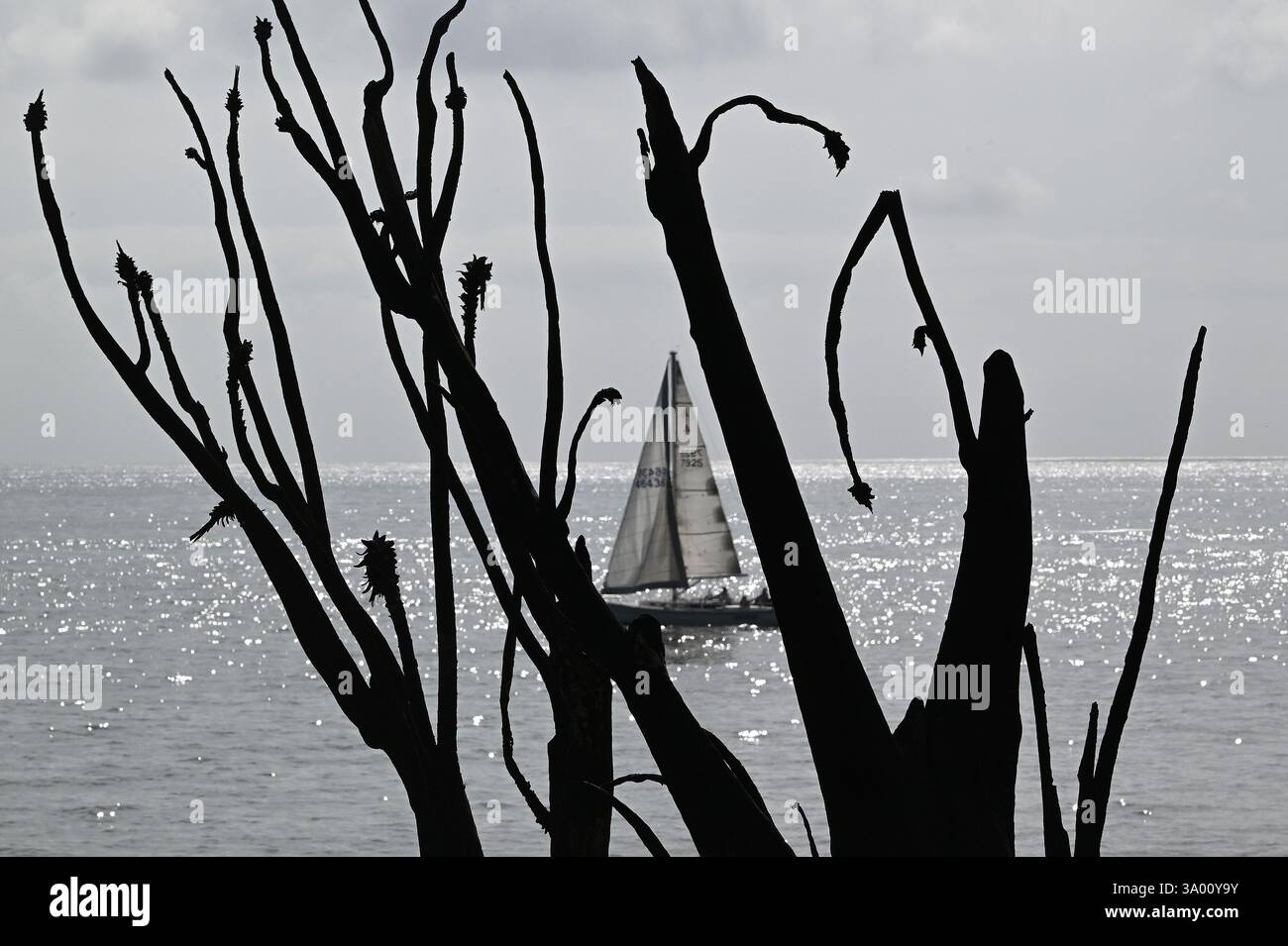 Los Angeles, USA. 01st Mar, 2025. A sailboat seen in the distance ...