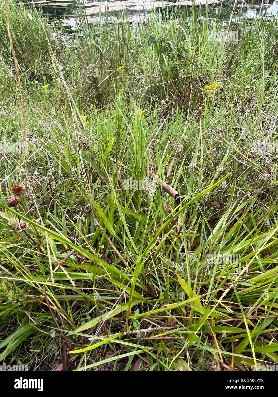Elliott's lovegrass (Eragrostis elliottii), Plantae, Florida, US Stock ...
