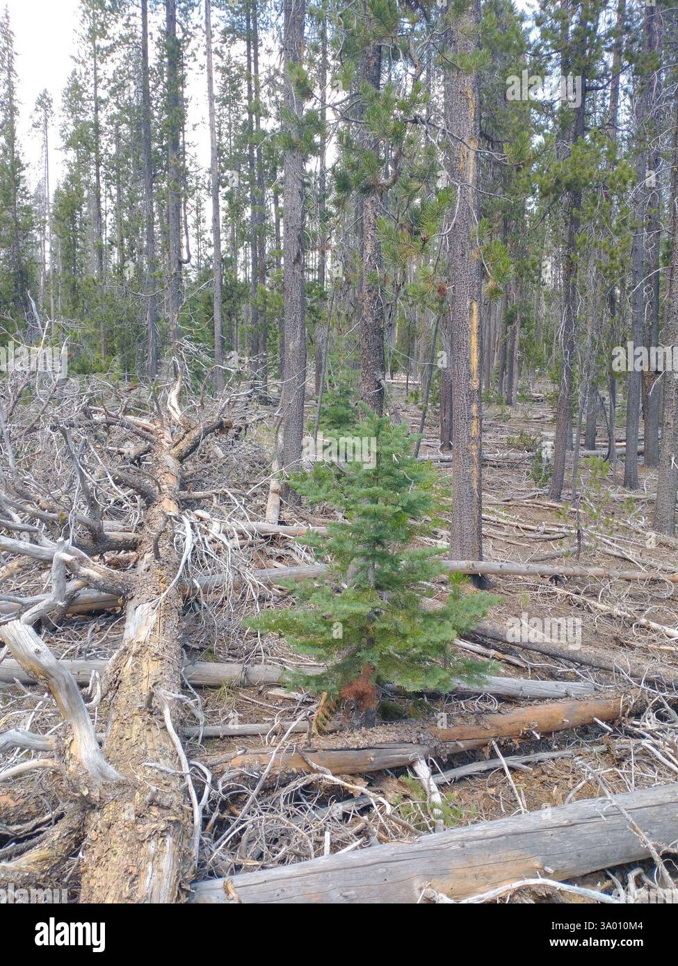 Shasta Red Fir (Abies magnifica shastensis), Plantae, Klamath County ...