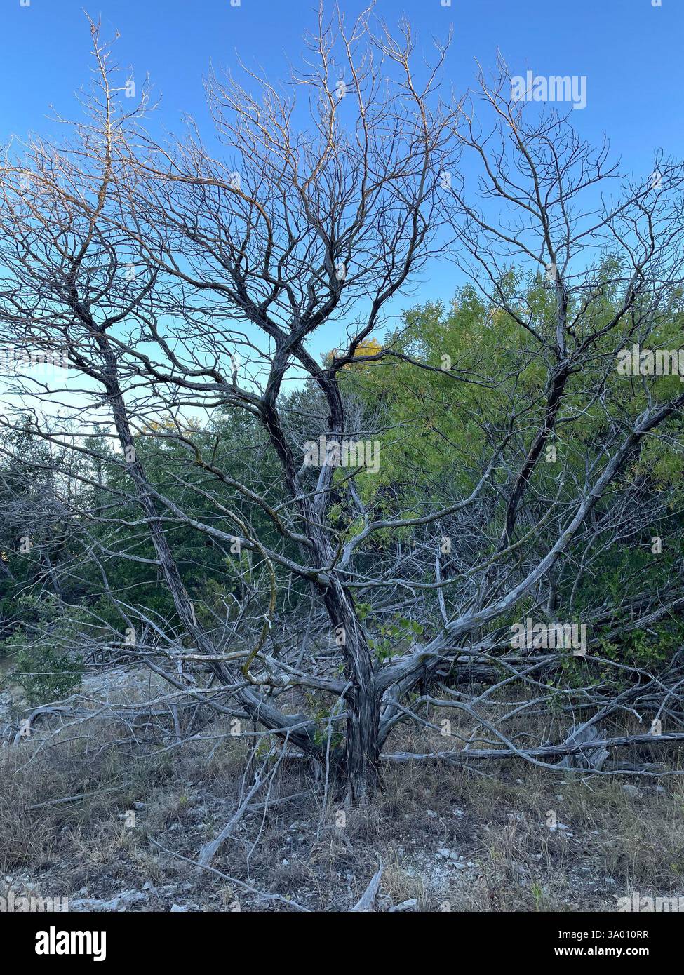 Dead juniperus ashei hi-res stock photography and images - Alamy