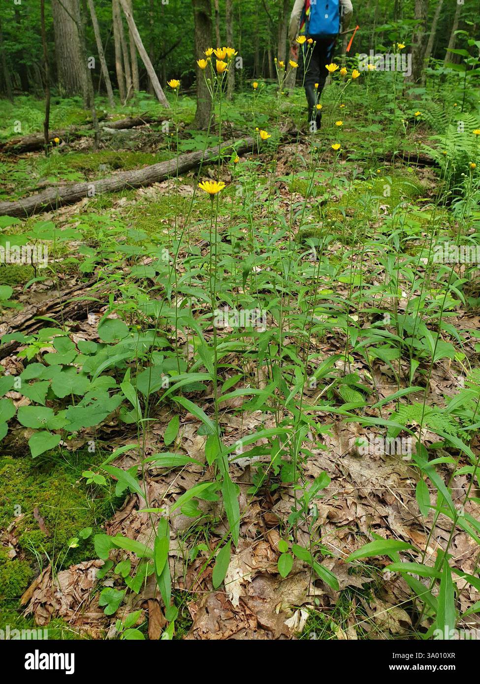 Three-tooth Hawkweed (Hieracium laevigatum tridentatum), Plantae ...