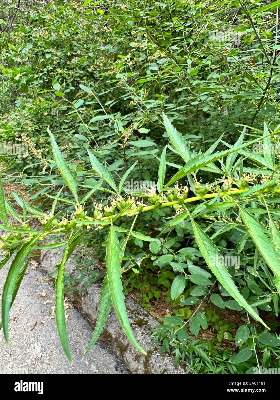 durango root (Datisca glomerata), Plantae, Calaveras Big Trees State Park, Arnold, CA, US Stock ...