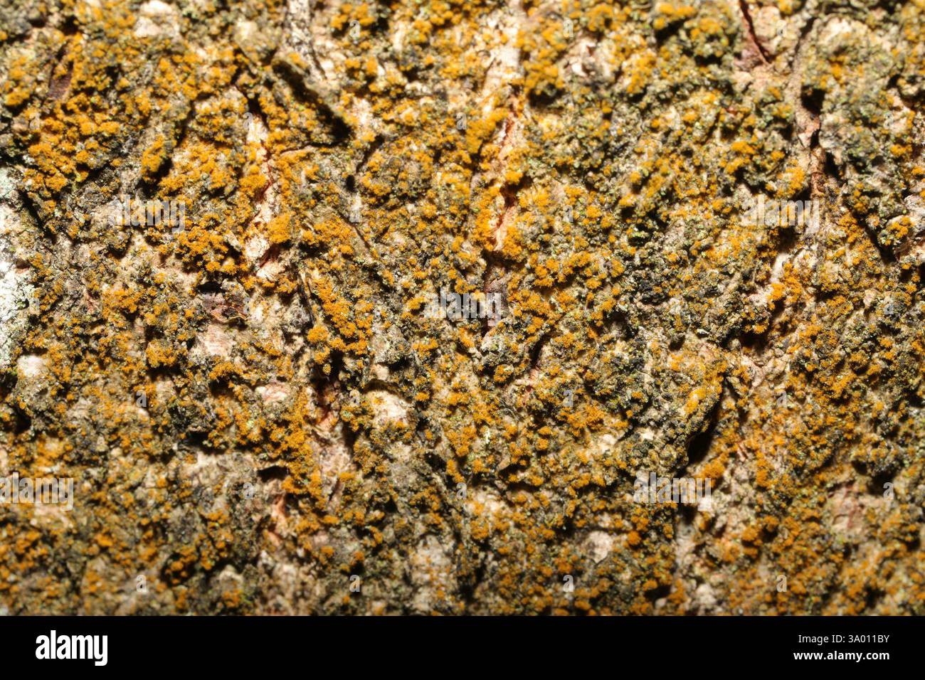 Powdery Goldspeck (Candelariella efflorescens), Fungi, Risley Moss ...