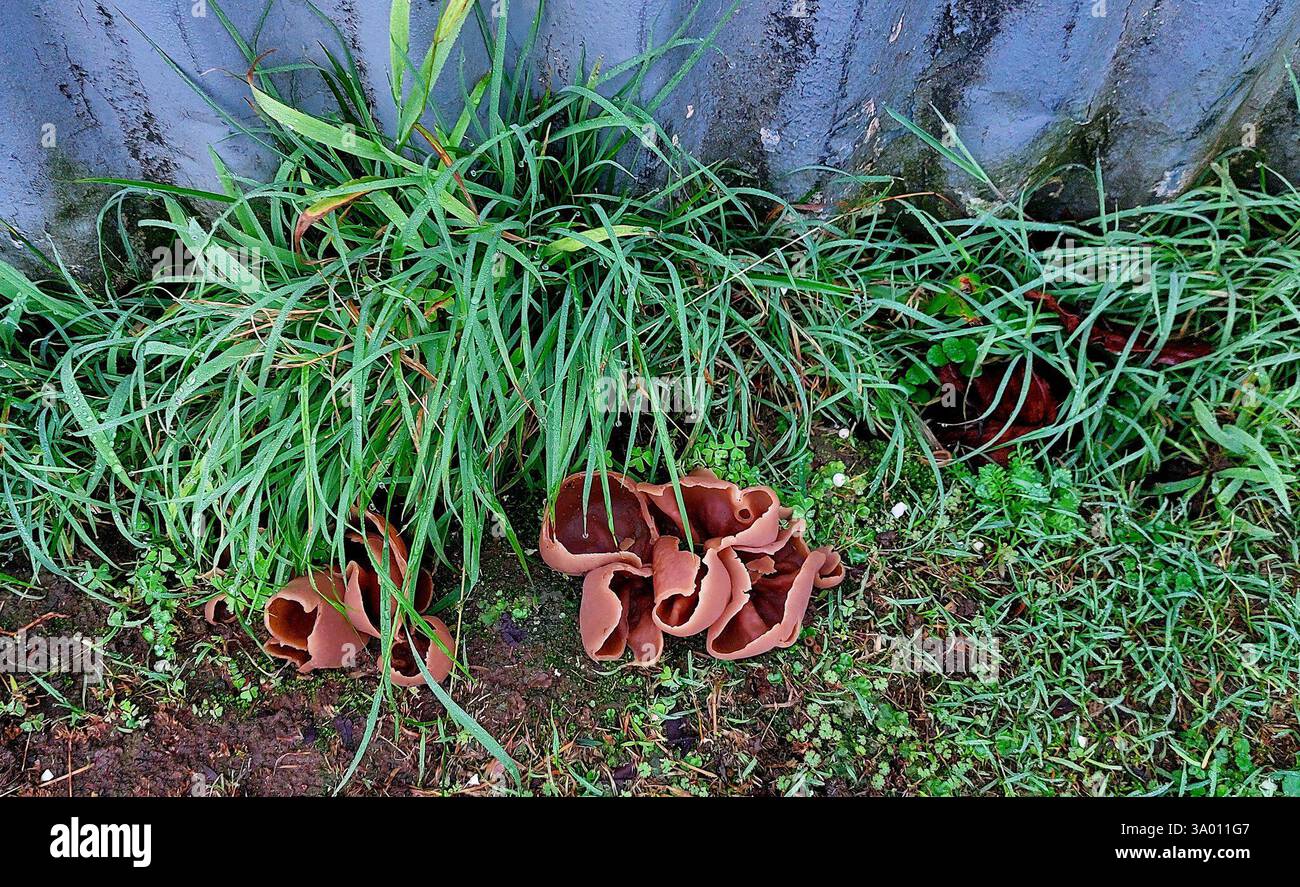 Cups (Peziza), Fungi, Auckland, Mount Albert, Baldwin Ave, Common on ...
