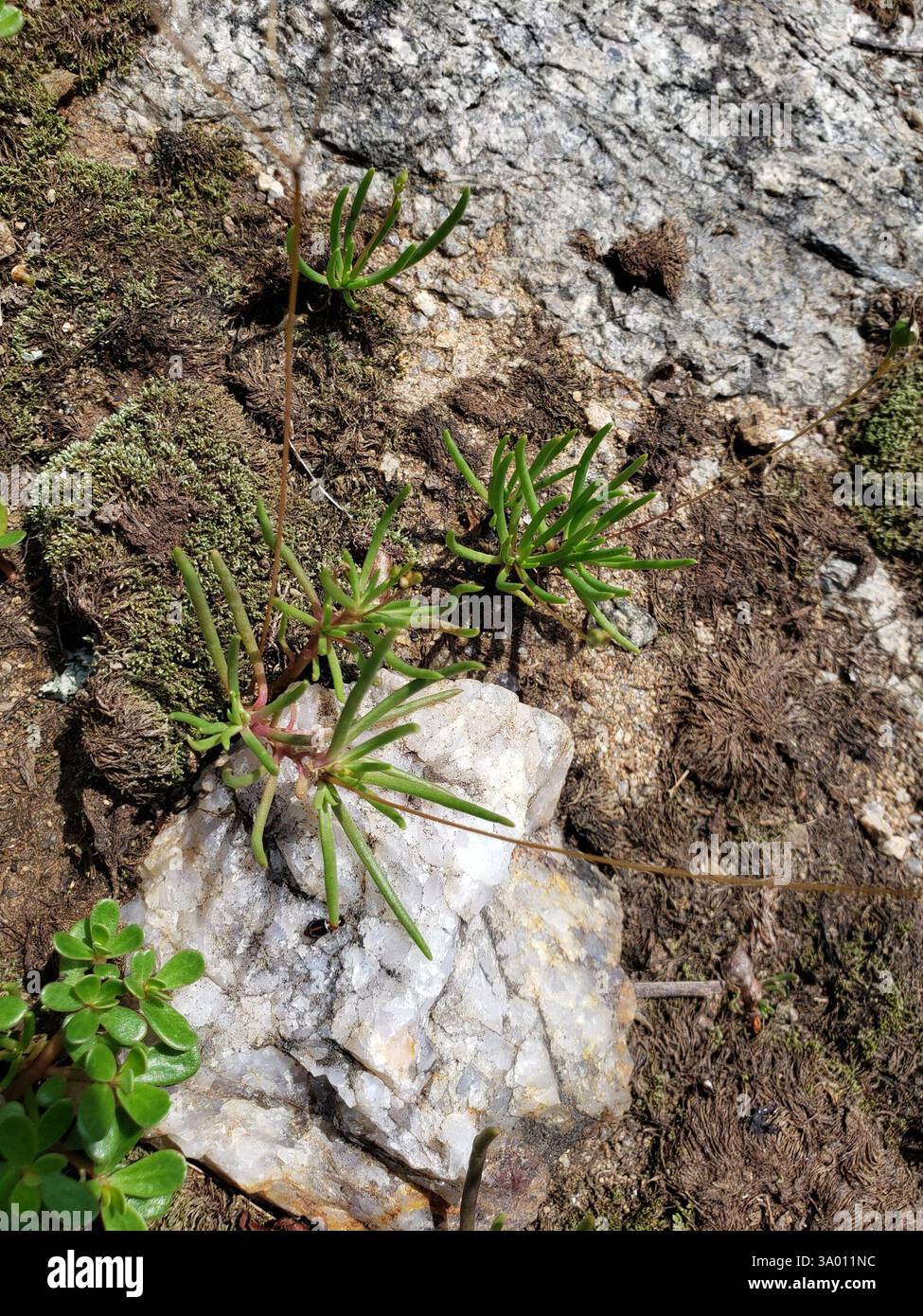 Fameflowers (Phemeranthus), Plantae, Hume, VA 22639, USA Stock Photo ...